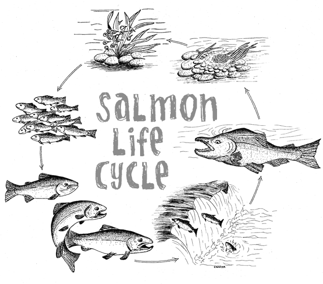 Cycle Salmon Life Worksheets Poster Worksheet Fish Migration Printable ...