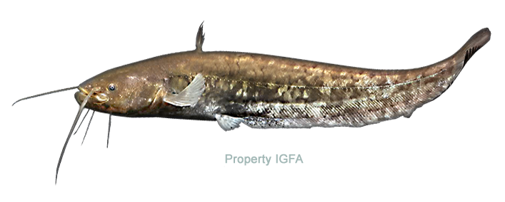 IGFA Member Services