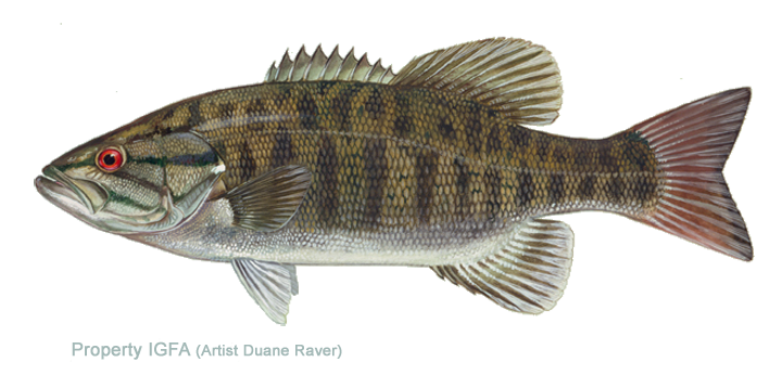 IGFA Member Services