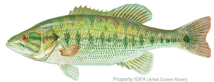 IGFA Member Services