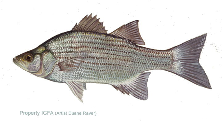 IGFA Member Services