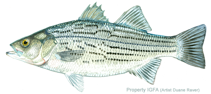 Hybrid Striped Bass Drawing