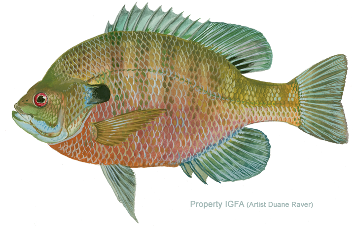 IGFA Member Services