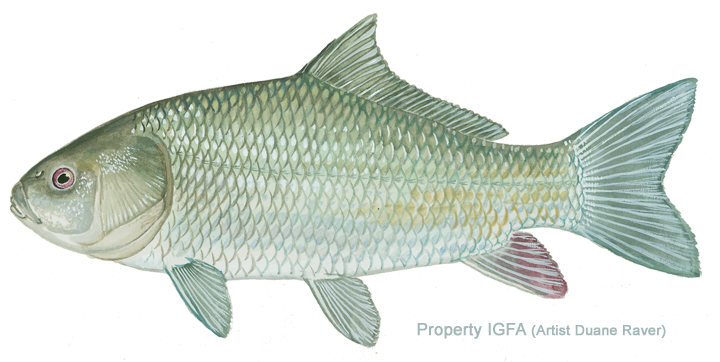 IGFA Member Services