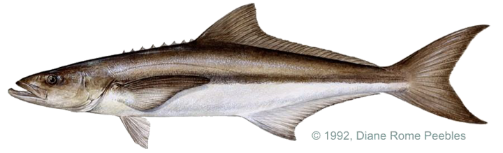 IGFA Member Services