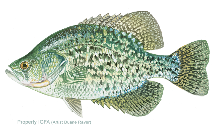 IGFA Member Services