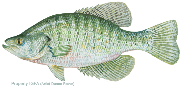 World Record White Crappie