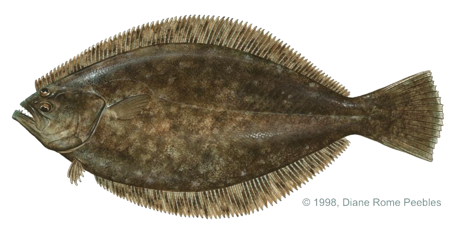Fluke Fish Teeth