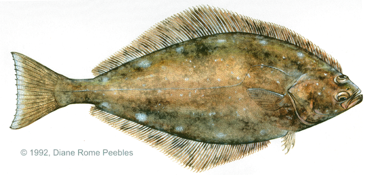 IGFA Member Services