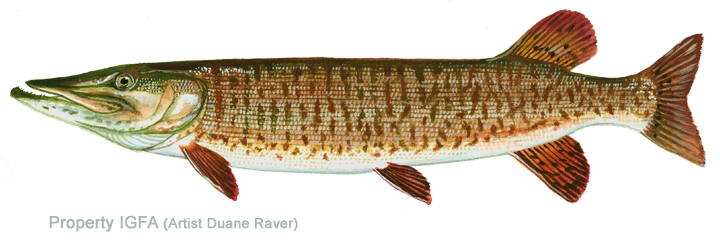 IGFA Member Services