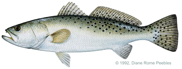 IGFA Member Services