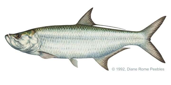 IGFA Member Services