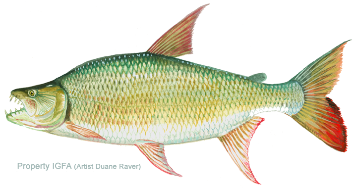 IGFA Member Services