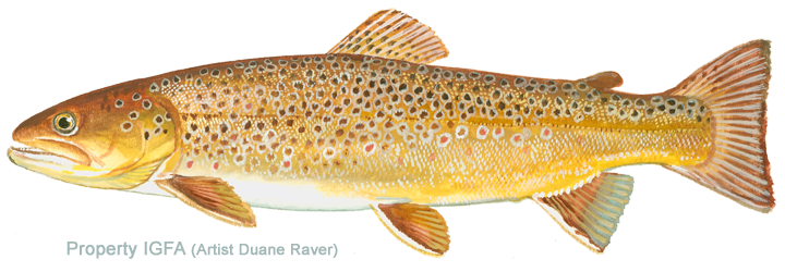 IGFA Member Services