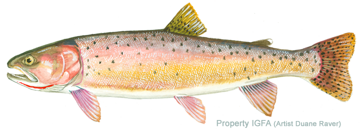 IGFA Member Services